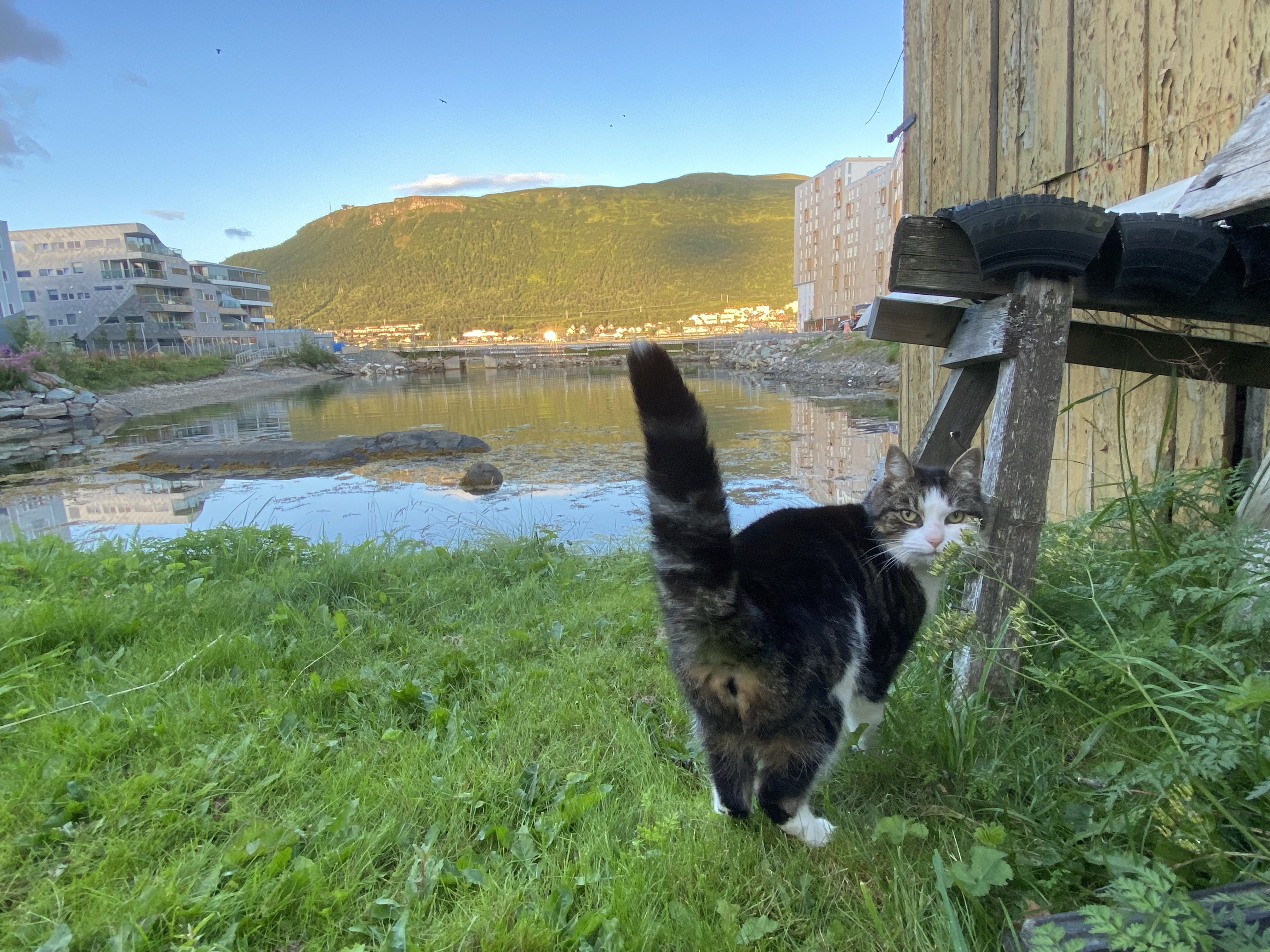 The World’s most Northern Cat Clinic – The Blue Vet Diary