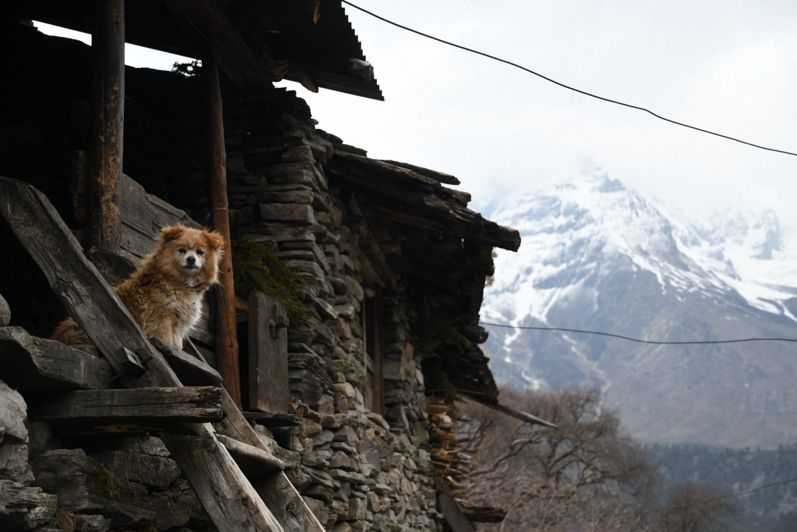 Dogs of the mountains – The Blue Vet Diary